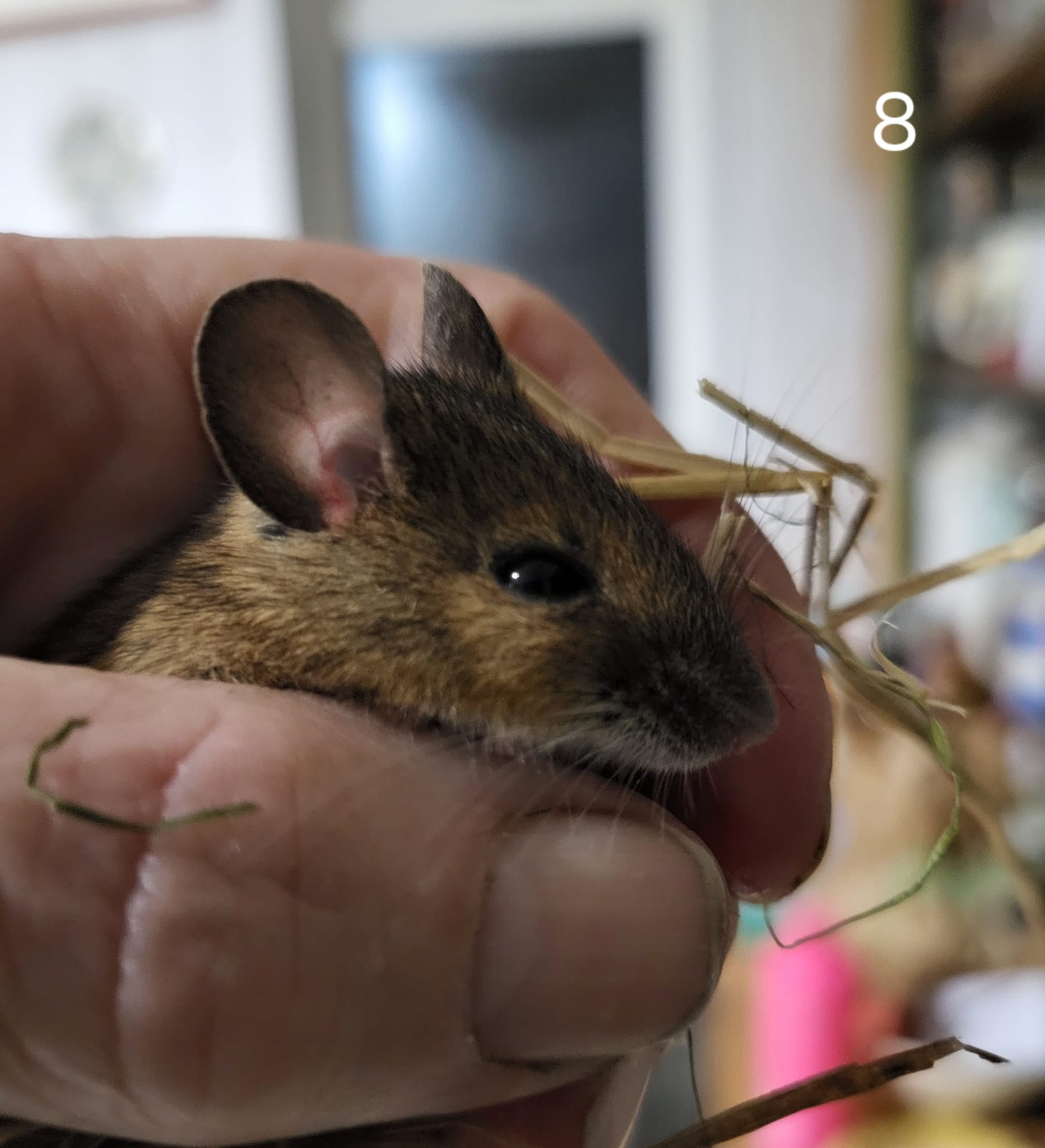 Rodent – WeCare Wildlife Rescue