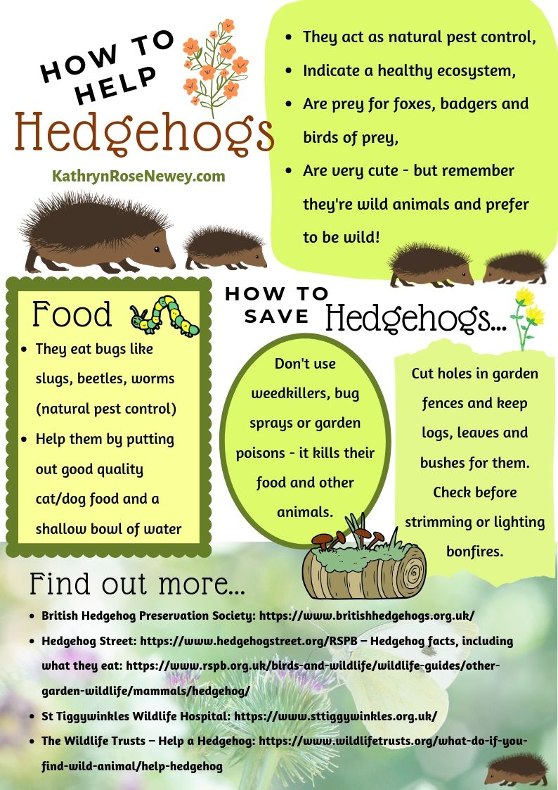 Hedgehog – WeCare Wildlife Rescue